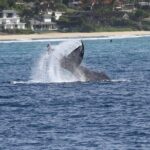 Whale Watch Cruise Aboard The Majestic by Atlantis Cruises - What Do the Reviews Say?