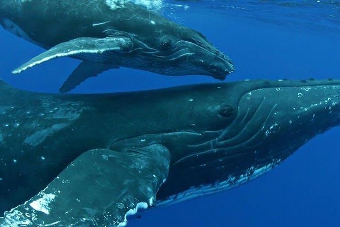 Whale Watch Excursion from the Big Island - FAQ