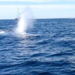 Whale Watching and Fishing Combination Excursions - Cost and Value Analysis