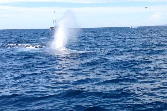 Whale Watching and Fishing Combination Excursions - Cost and Value Analysis