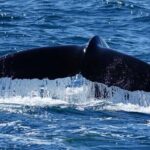 Whale Watching and Marine Life Tour in Reykjavik - What Youll Experience on Board