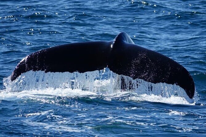 Whale Watching and Marine Life Tour in Reykjavik - What Youll Experience on Board