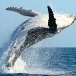 Whale Watching and Sunrise Breakfast Cruise in Honolulu - The Practicalities