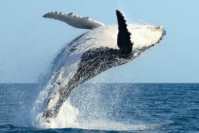 Whale Watching and Sunrise Breakfast Cruise in Honolulu - The Practicalities