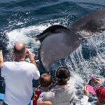Whale-Watching Cruise from Newport Beach - The Experience of the Tour