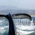 Whale Watching Cruise from Newport Beach - Key Points