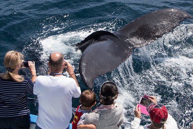Whale-Watching Cruise from Newport Beach - The Experience of the Tour