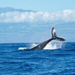 Whale Watching Cruise in Honolulu - The Experience Onboard