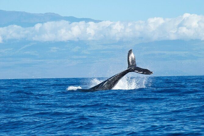 Whale Watching Cruise in Honolulu - The Experience Onboard