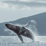 Whale Watching Cruise with Open Bar from Ka'anapali Beach - The Open Bar and Snacks