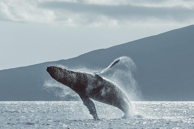 Whale Watching Cruise with Open Bar from Ka'anapali Beach - The Open Bar and Snacks