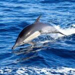 Whale Watching Excursion in Dana Point - Setting Sail in Dana Point: What to Expect