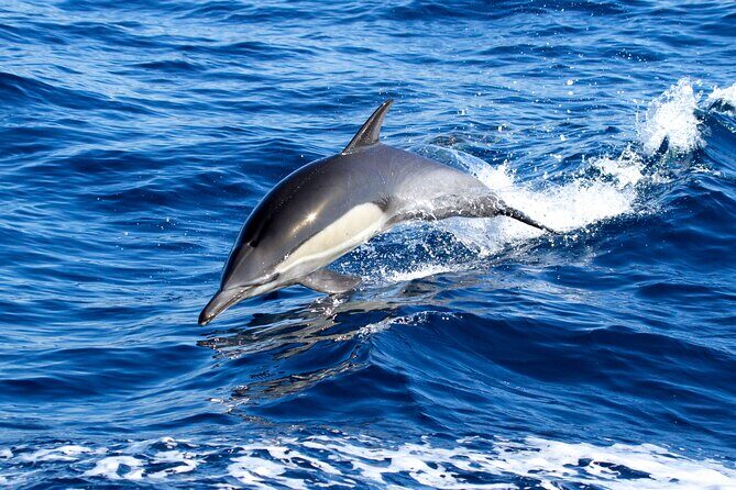 Whale Watching Excursion in Dana Point - Setting Sail in Dana Point: What to Expect
