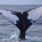 Whale Watching Expedition on Kauai - The Zodiac Raft: An Up-Close Marine Adventure