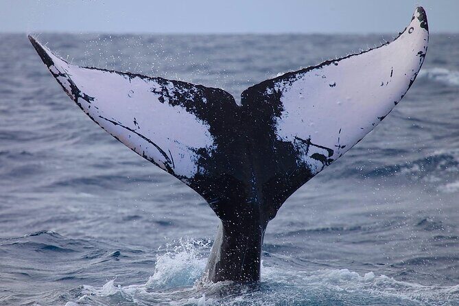 Whale Watching Expedition on Kauai - The Zodiac Raft: An Up-Close Marine Adventure