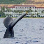 Whale Watching Experience - An In-Depth Look at the Whale Watching Tour