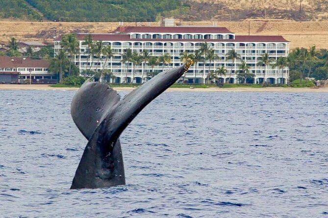 Whale Watching Experience - An In-Depth Look at the Whale Watching Tour