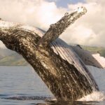 Whale Watching from Ma'alaea Harbor - Guaranteed Whale Sightings or Next Trip Free