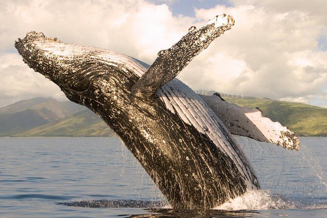 Whale Watching from Ma'alaea Harbor - Guaranteed Whale Sightings or Next Trip Free