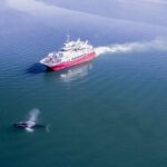 Whale Watching from the Heart of Akureyri - The Reviews: Authentic Insights