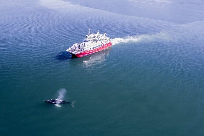 Whale Watching from the Heart of Akureyri - The Reviews: Authentic Insights