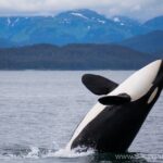Whale-watching, Icy point, Hoonah , whales, Orca, killer-whales. - Who Is This Tour Best For?