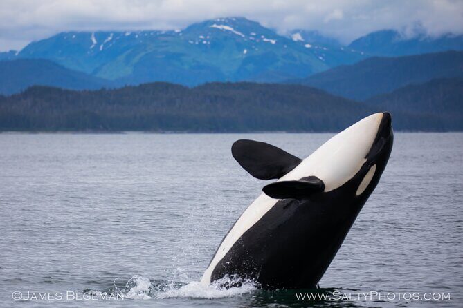 Whale-watching, Icy point, Hoonah , whales, Orca, killer-whales. - Who Is This Tour Best For?