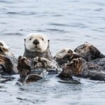Whale Watching Monterey Bay semi-private limited to 6 people max - Detailed Breakdown of the Itinerary