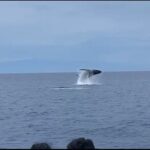Whale Watching on Big island - The Itinerary & What You Will Experience