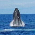 Whale Watching On The Big Island - What Do Guests Say?
