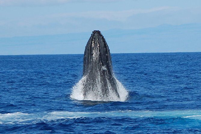 Whale Watching On The Big Island - What Do Guests Say?