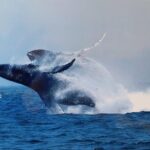 Whale Watching Tour - Detailed Review of the Whale Watching Experience