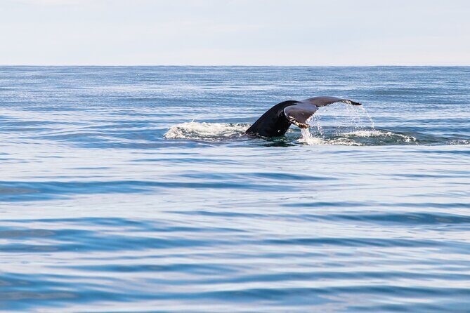 Whale Watching Tour from Akureyri City Central - The Sum Up