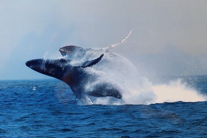 Whale Watching Tour - Detailed Review of the Whale Watching Experience