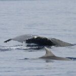 Whalewatch Deluxe Tour from Ma'alaea Harbor - Price and Value: Is It Worth It?