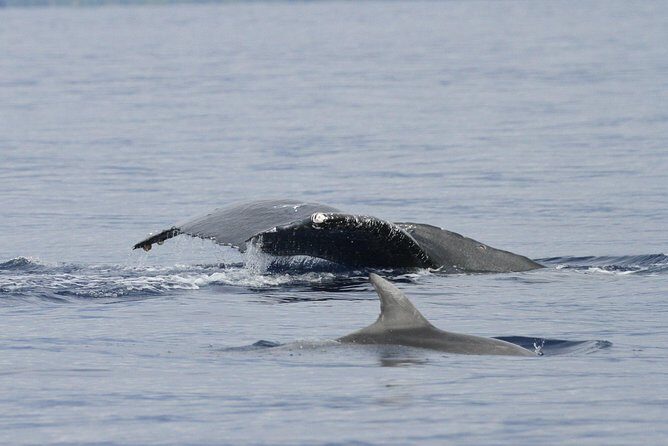 Whalewatch Deluxe Tour from Ma'alaea Harbor - Price and Value: Is It Worth It?