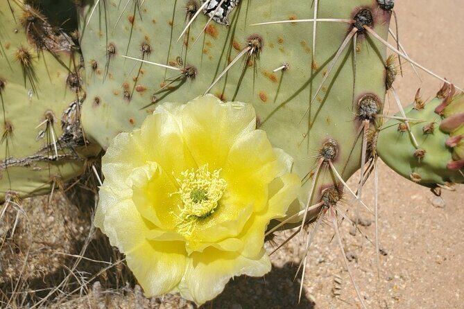 When Nature Calls - Exploring the Sonoran Desert - Why This Tour Offers Great Value