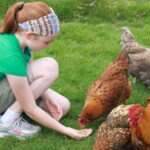 Wicklow: Greenan Farm, Museums & Maze with Animal Feeding - Who Will Love This Experience?
