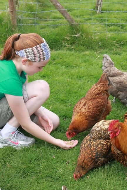 Wicklow: Greenan Farm, Museums & Maze with Animal Feeding - Who Will Love This Experience?