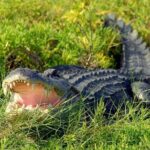 Wild Florida Adventure Package Tour with Transportation - Detailed Breakdown of the Itinerary