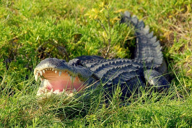 Wild Florida Adventure Package Tour with Transportation - Detailed Breakdown of the Itinerary
