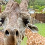 Wild Florida Drive-Thru Safari and Gator Park Admission - What the Experience Means for You