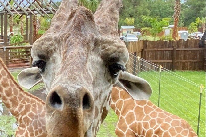 Wild Florida Drive-Thru Safari and Gator Park Admission - What the Experience Means for You