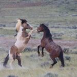 Wild Mustang Half Day Tour - Cody Wyoming - Private - Exploring the Itinerary: What to Expect