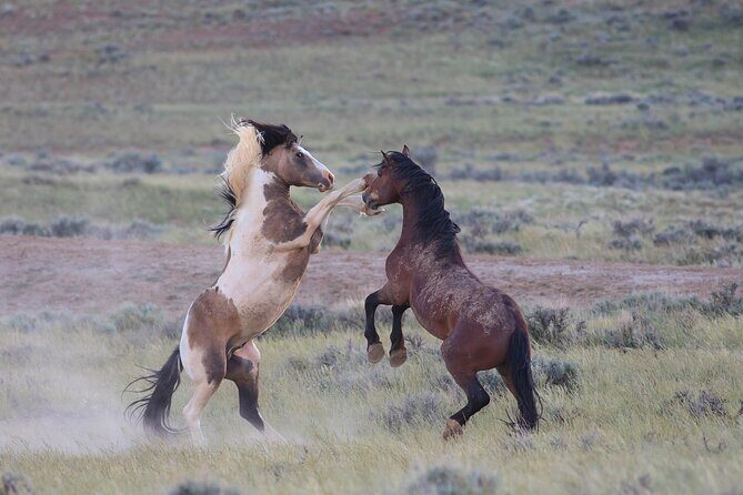 Wild Mustang Half Day Tour - Cody Wyoming - Private - Exploring the Itinerary: What to Expect