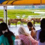 Wild Pony Watching Boat Tour from Chincoteague to Assateague - The Reality of Wildlife Sightings
