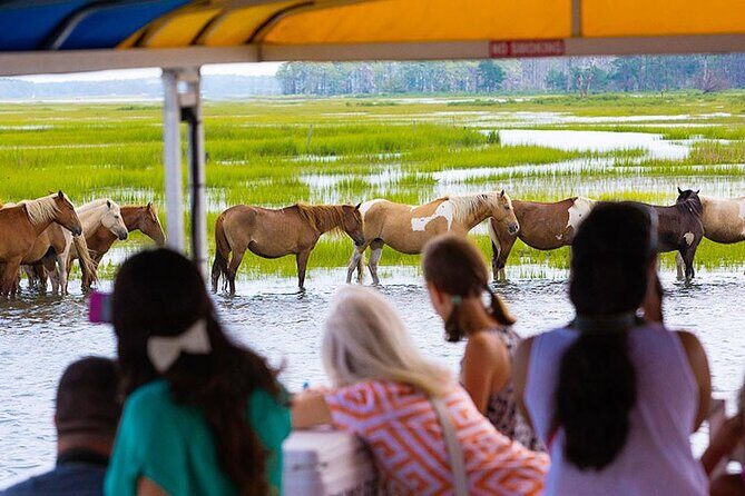 Wild Pony Watching Boat Tour from Chincoteague to Assateague - The Reality of Wildlife Sightings