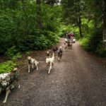 Wilderness Dog Sled Ride and Tour in Seward - Why This Experience Is Worth It