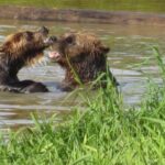 Wildlife and Glaciers with a walk in the Rainforest - Authentic Experiences and What Travelers Say