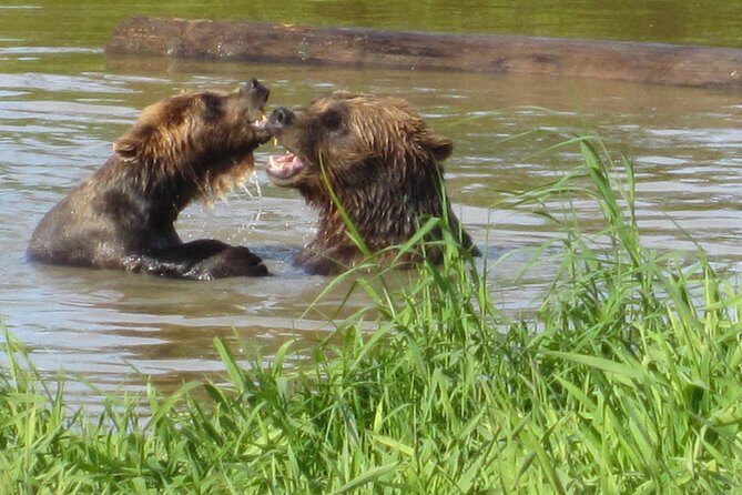 Wildlife and Glaciers with a walk in the Rainforest - Authentic Experiences and What Travelers Say